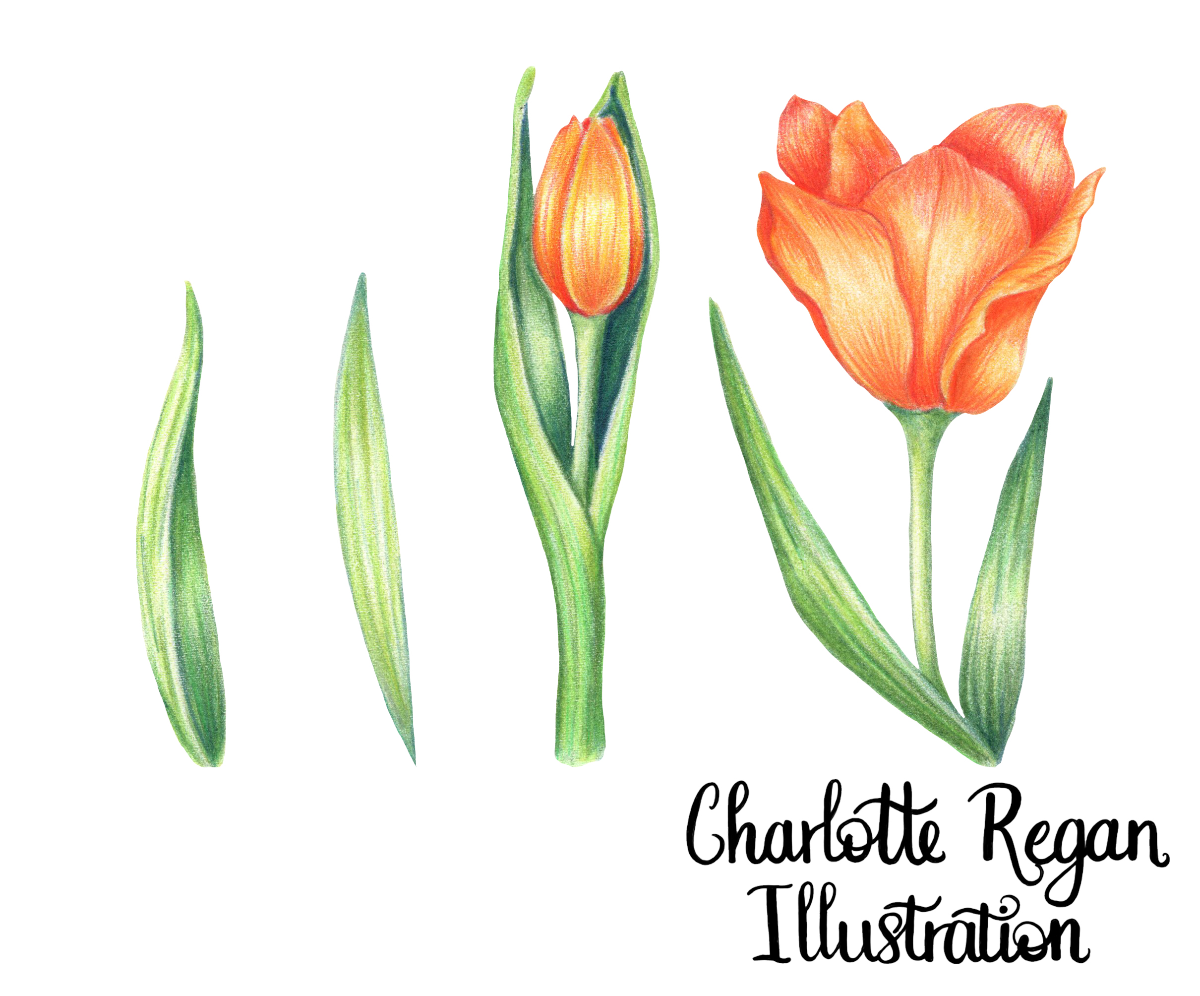 Illustration Portfolio. – Charlotte Regan Illustration
